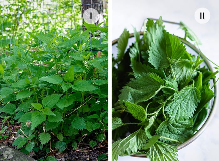 Balkan-Style Creamy Stinging Nettle Recipe | All that's Jas